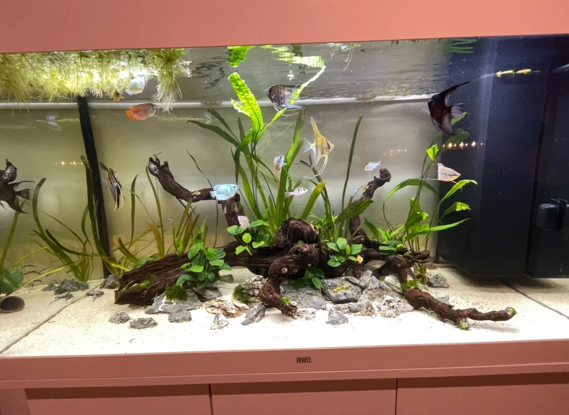 akvarie planter trives ikke | Danske Akvarier & Aquascapes forum